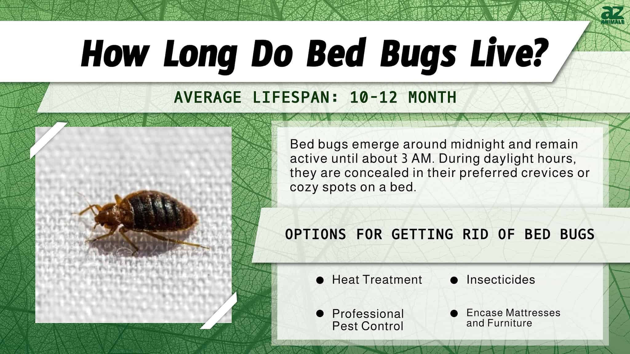 Bed Bug Lifespan: How Long Do They Live and When Are They Most Active ...