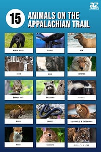 15 Animals on the Appalachian Trail - A-Z Animals
