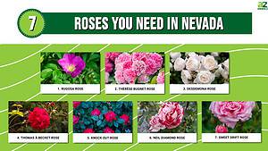 7 Roses You Need in Nevada - A-Z Animals