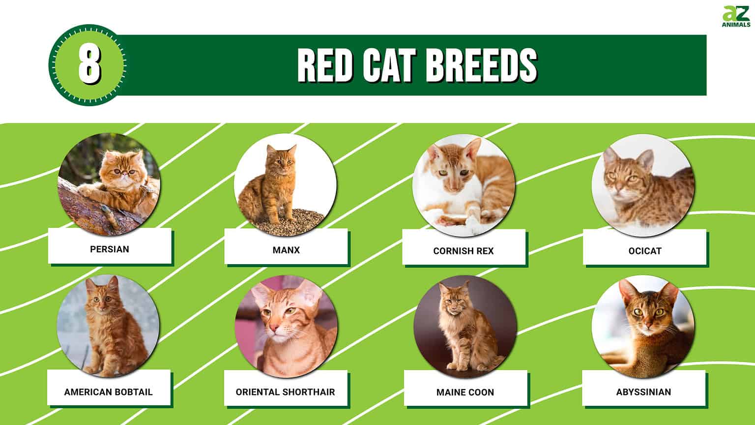 8 Red Cat Breeds & Red Cat Names - A-Z Animals