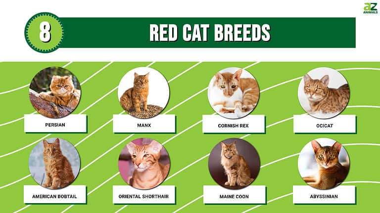 8 Red Cat Breeds & Red Cat Names - A-Z Animals