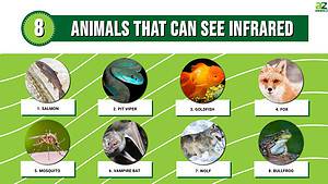 The Top 8 Animals That Can See Infrared - A-Z Animals