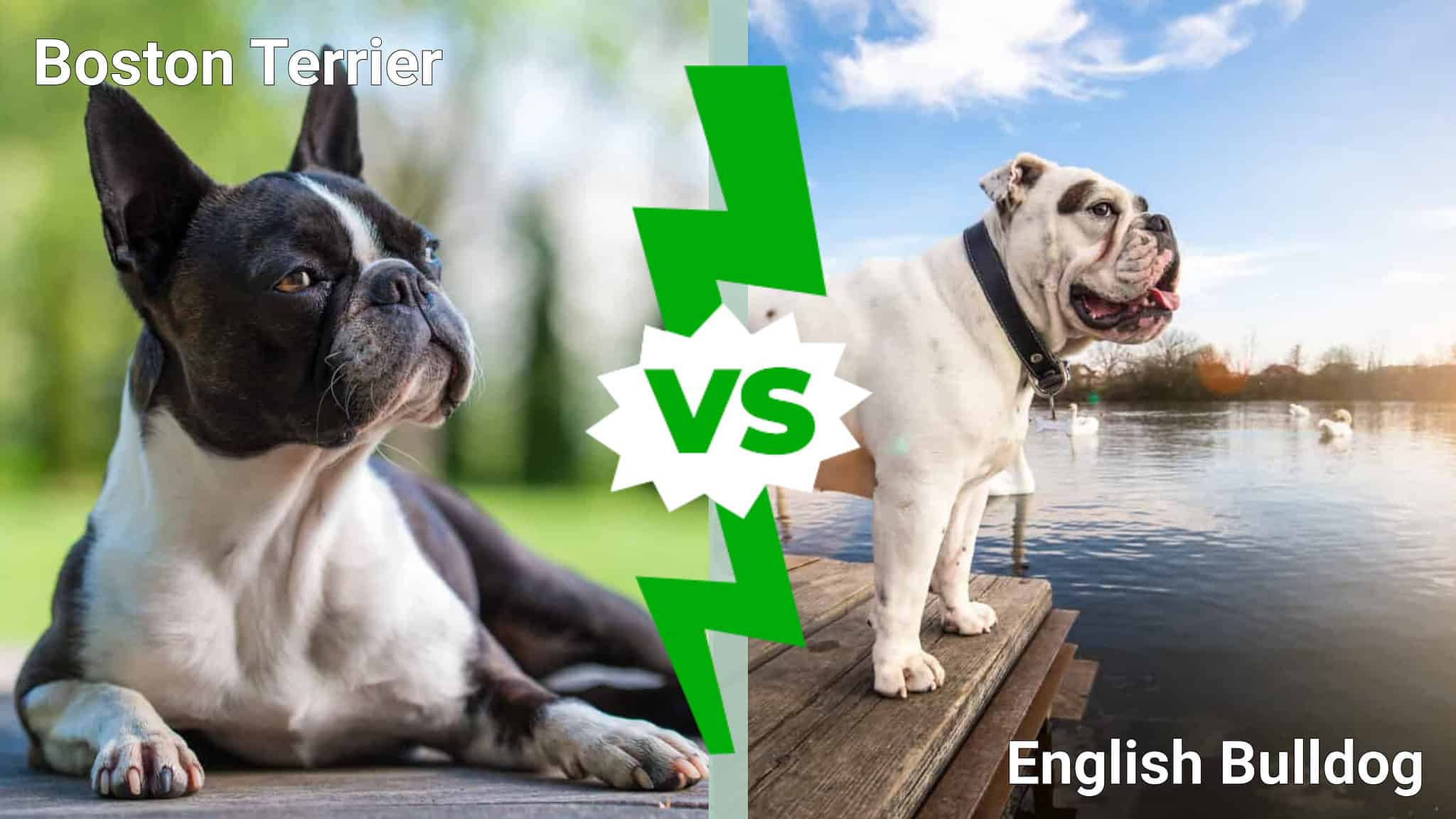 Boston Terrier vs. English Bulldog: 8 Main Differences Explained - A-Z ...
