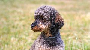 Toy Poodle Colors: Rarest to Most Common - A-Z Animals