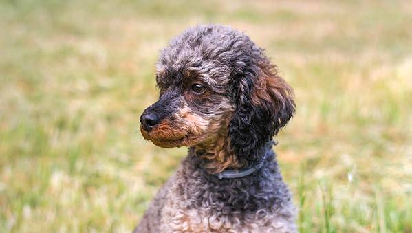 Poodle Colors: Rarest to the Most Common - A-Z Animals