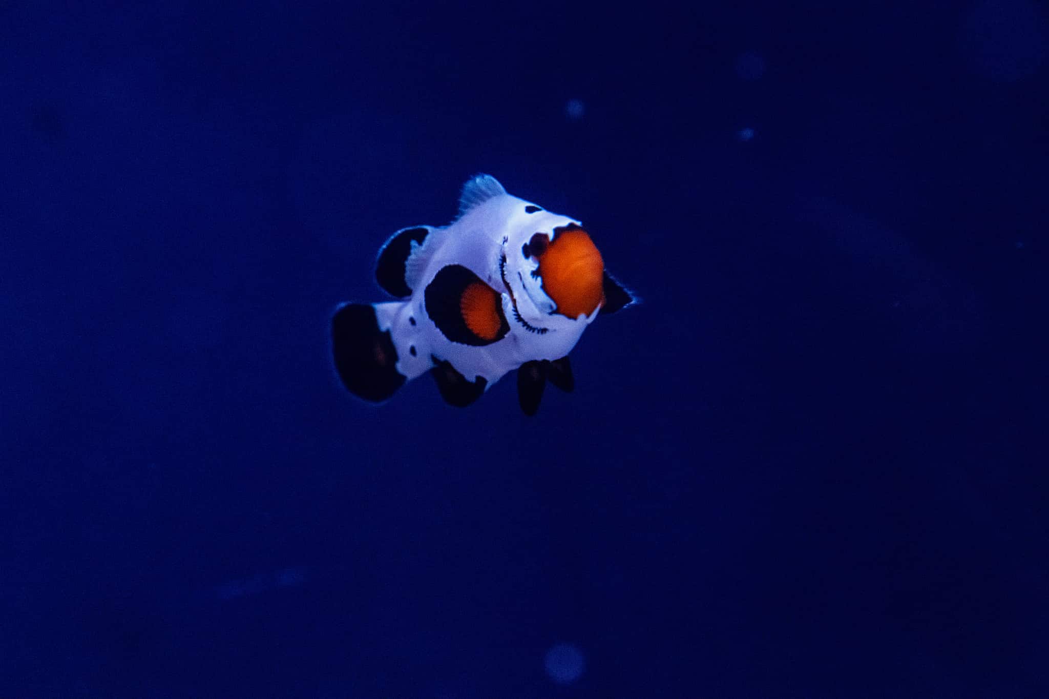 21 Types of Colorful and Bold Clownfish - A-Z Animals