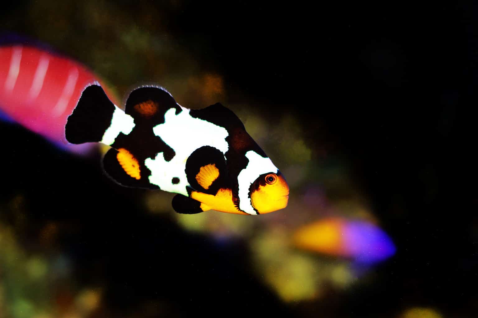 21 Types of Colorful and Bold Clownfish - A-Z Animals