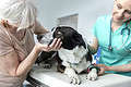 Common Signs Your Dog Is Going Deaf - A-Z Animals