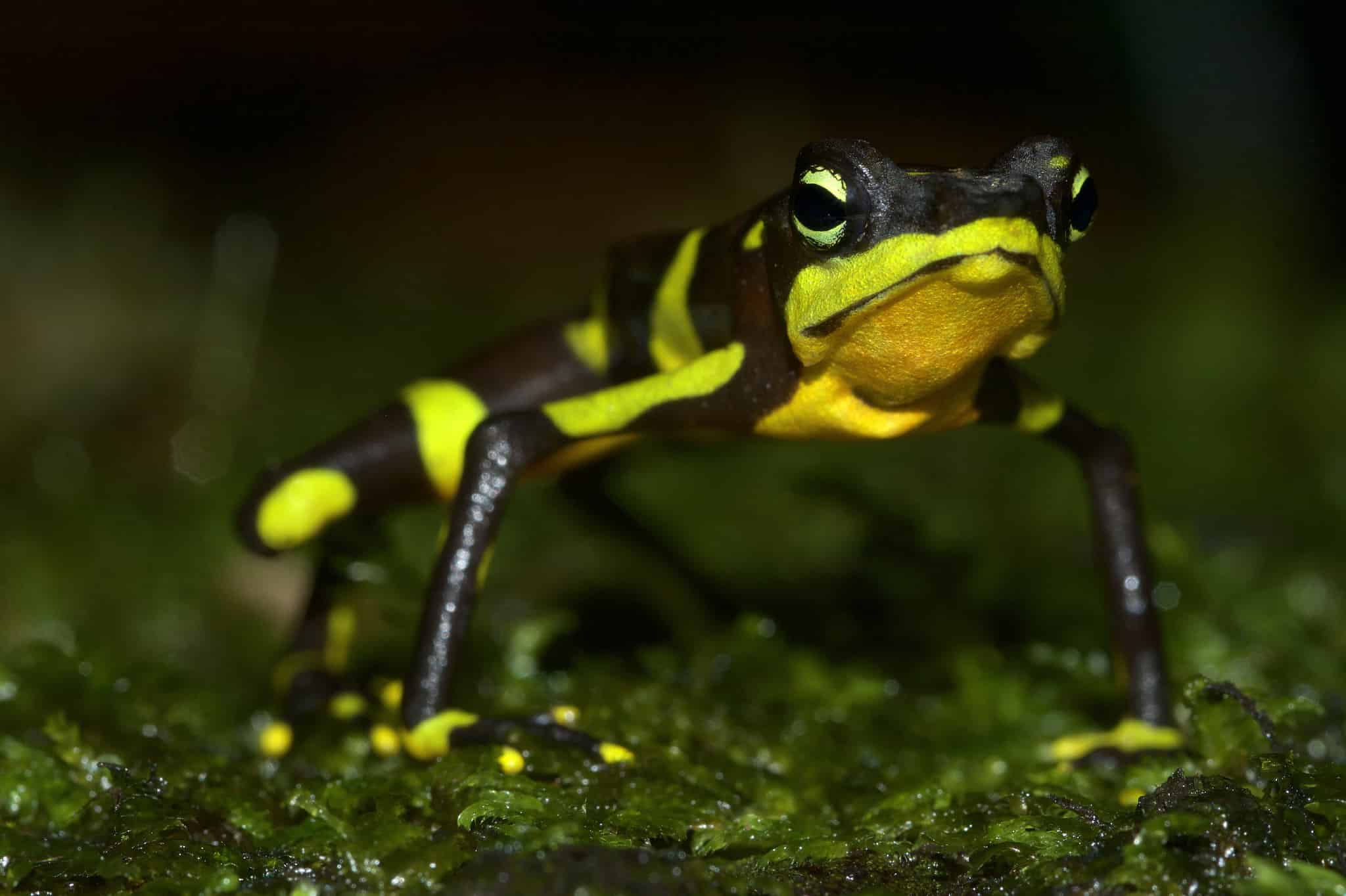 22 Most Incredible Frogs Throughout the World - A-Z Animals