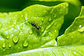 Discover the 7 Types of Ants Set to Emerge in Washington State This ...