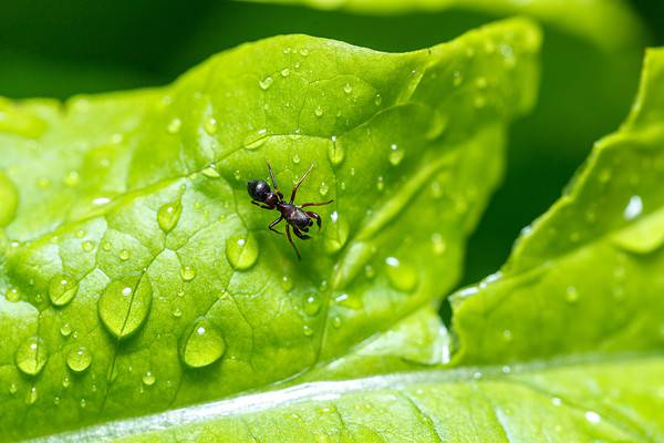 Discover the 7 Types of Ants Set to Emerge in Washington State This ...