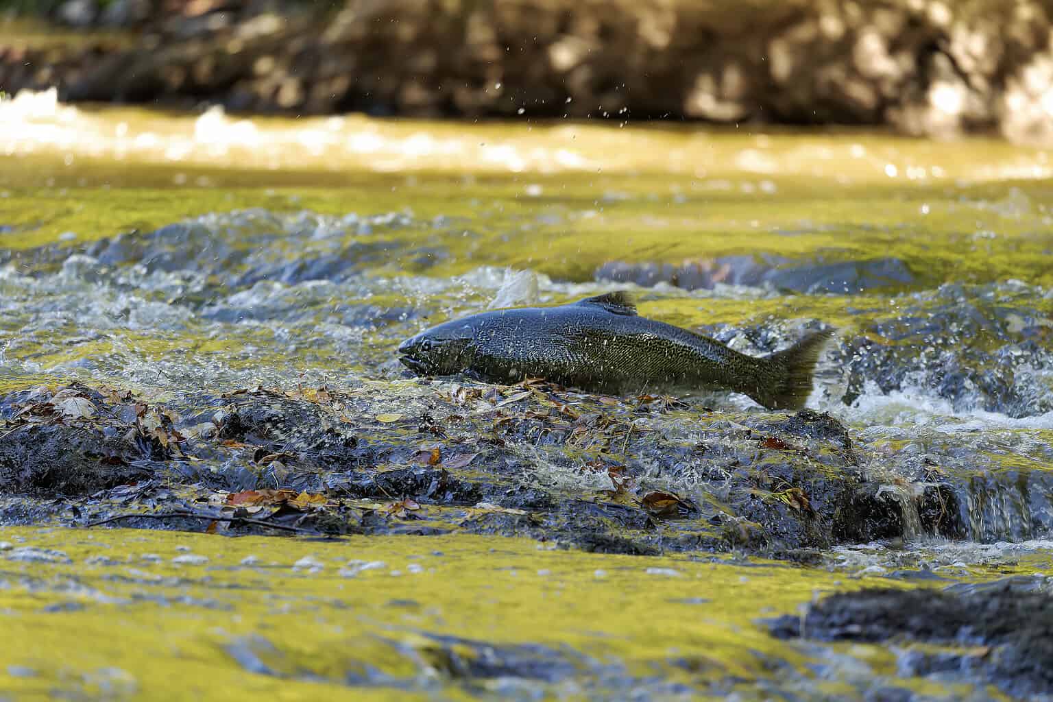 Chinook Salmon Animal Facts - Oncorhynchus tshawytscha - A-Z Animals