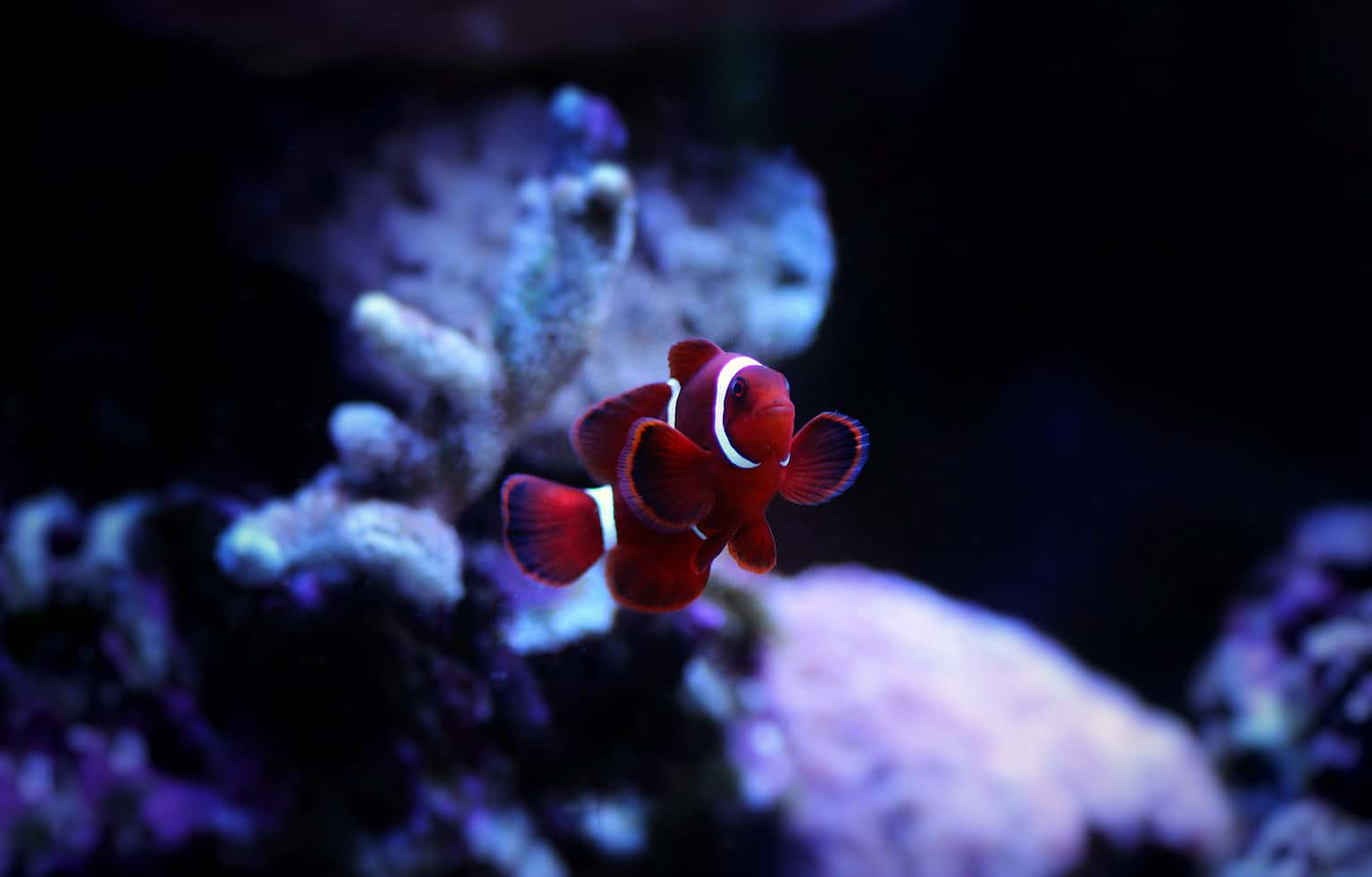 21 Types of Colorful and Bold Clownfish - A-Z Animals