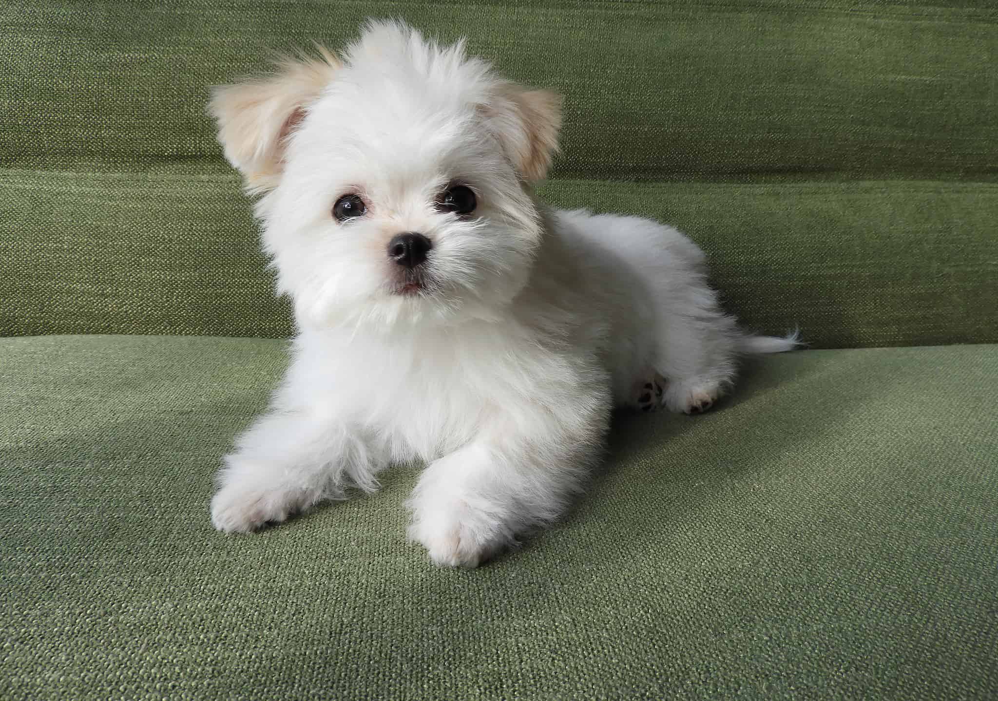 Bichon Frise Prices in 2024: Purchase Cost, Vet Bills, and More! - A-Z ...