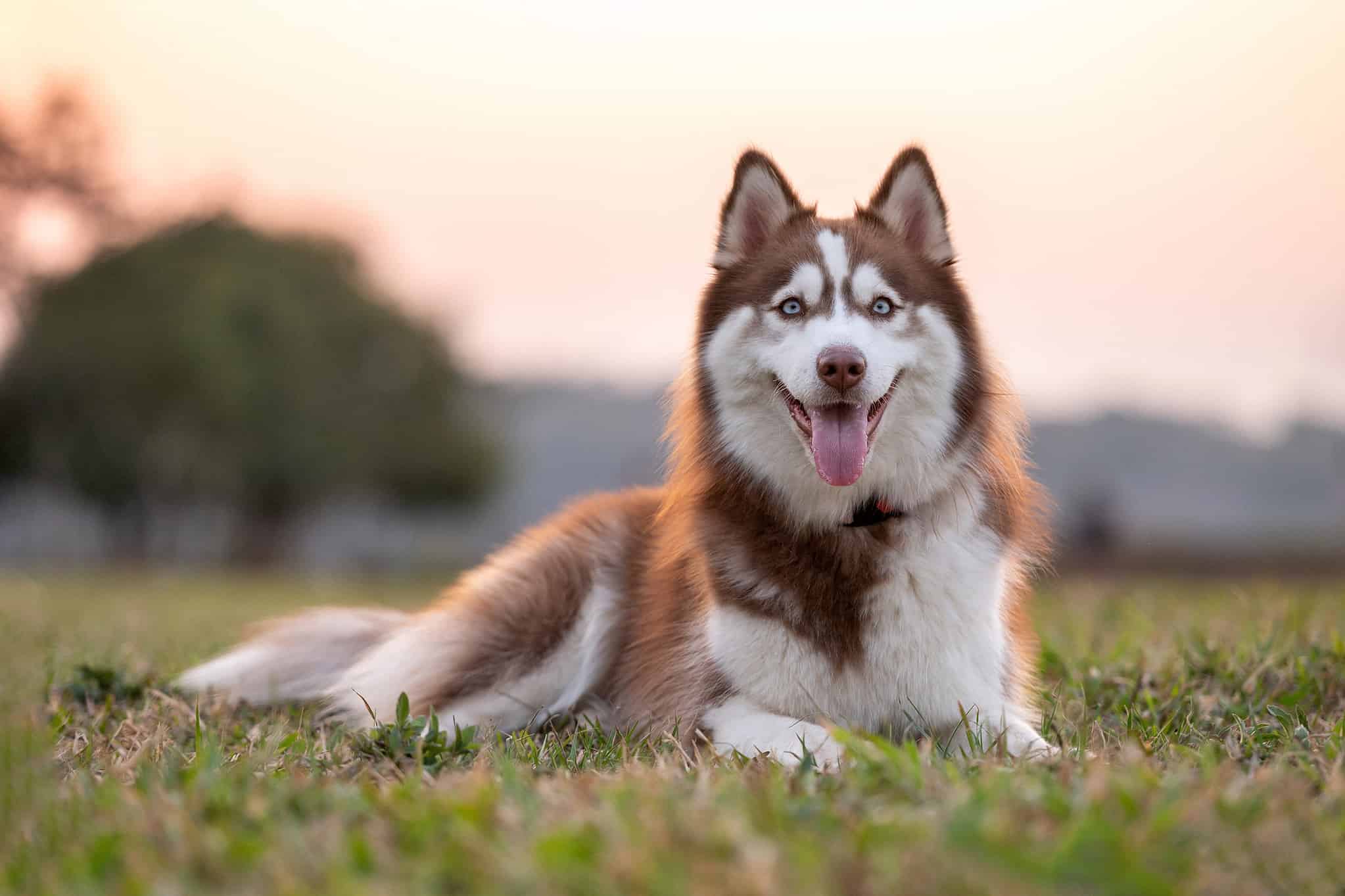 7 Reasons Huskies Howl So Much - A-Z Animals