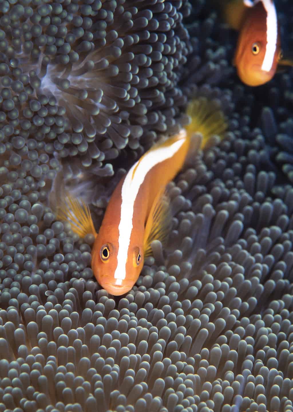 21 Types of Colorful and Bold Clownfish - A-Z Animals