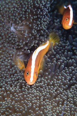 21 Types of Colorful and Bold Clownfish - A-Z Animals