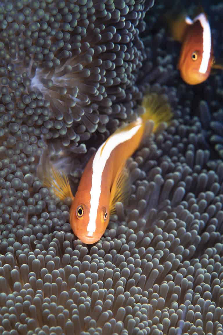 21 Types of Colorful and Bold Clownfish - A-Z Animals