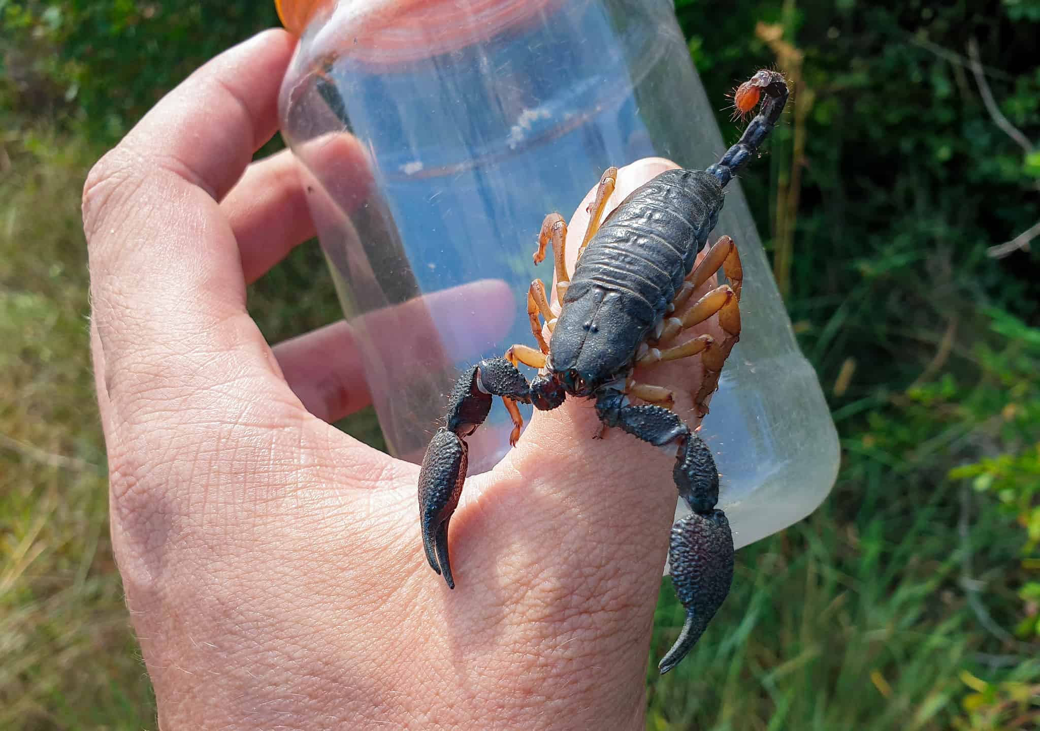 The Largest Scorpion on Earth Grows Nearly 9 Inches Long ... and It’s ...