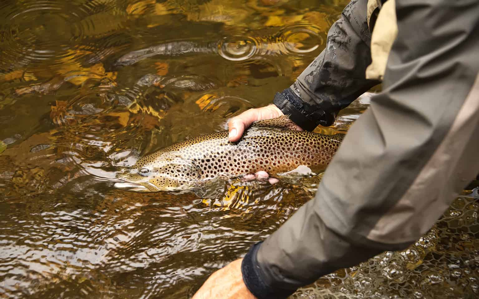 The Largest Brown Trout Ever Caught in Virginia Was an Imposing ...