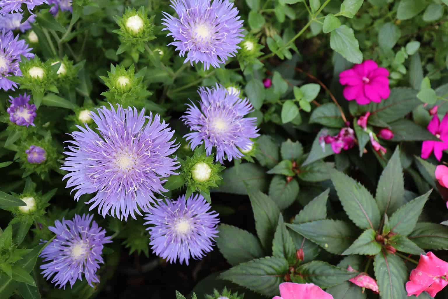 The Best Perennial Flowers for Arkansas: 16 Flowers for a Consistent ...