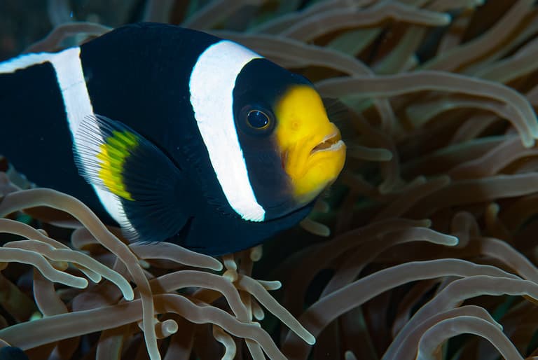 21 Types of Colorful and Bold Clownfish - A-Z Animals