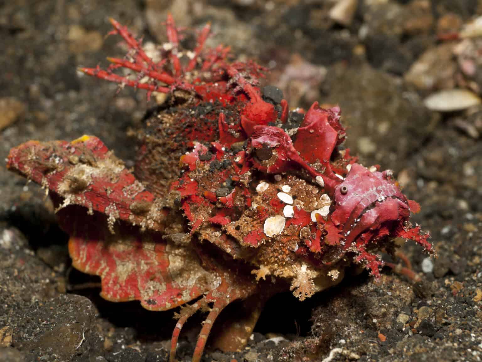 Explore 20+ Fish That Start With the Letter G - A-Z Animals