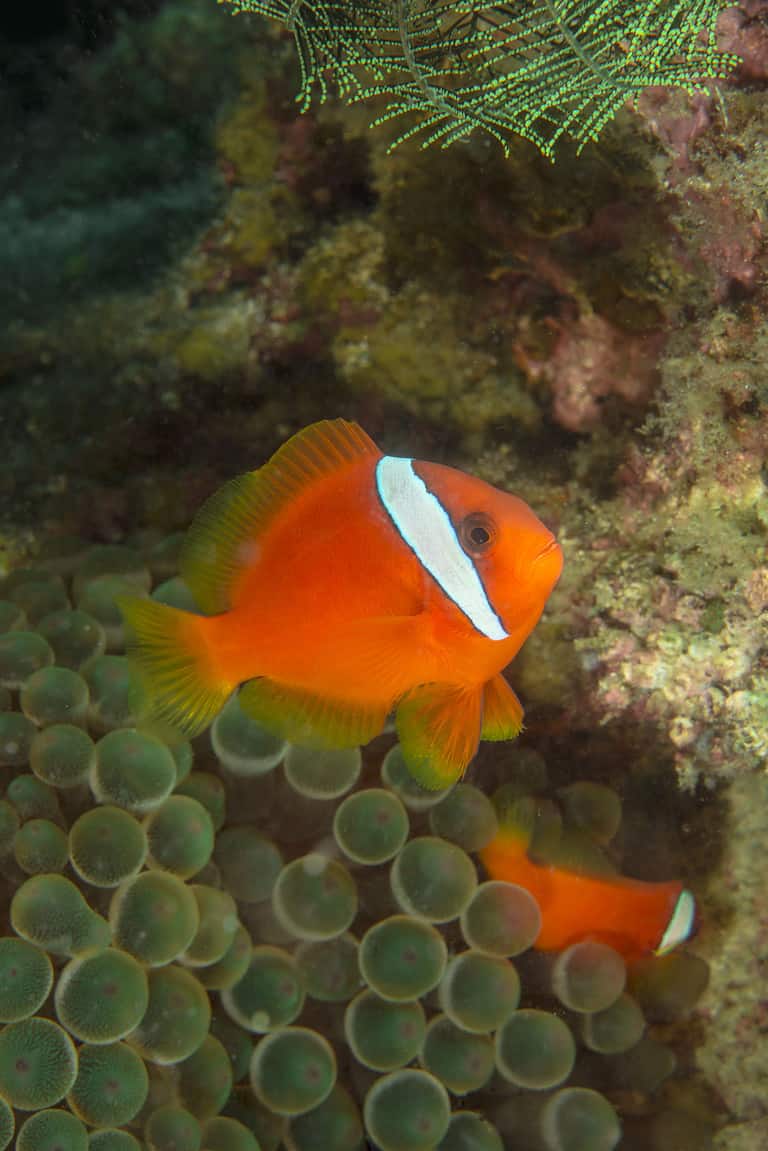 21 Types of Colorful and Bold Clownfish - A-Z Animals