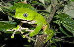 22 Most Incredible Frogs Throughout the World - A-Z Animals