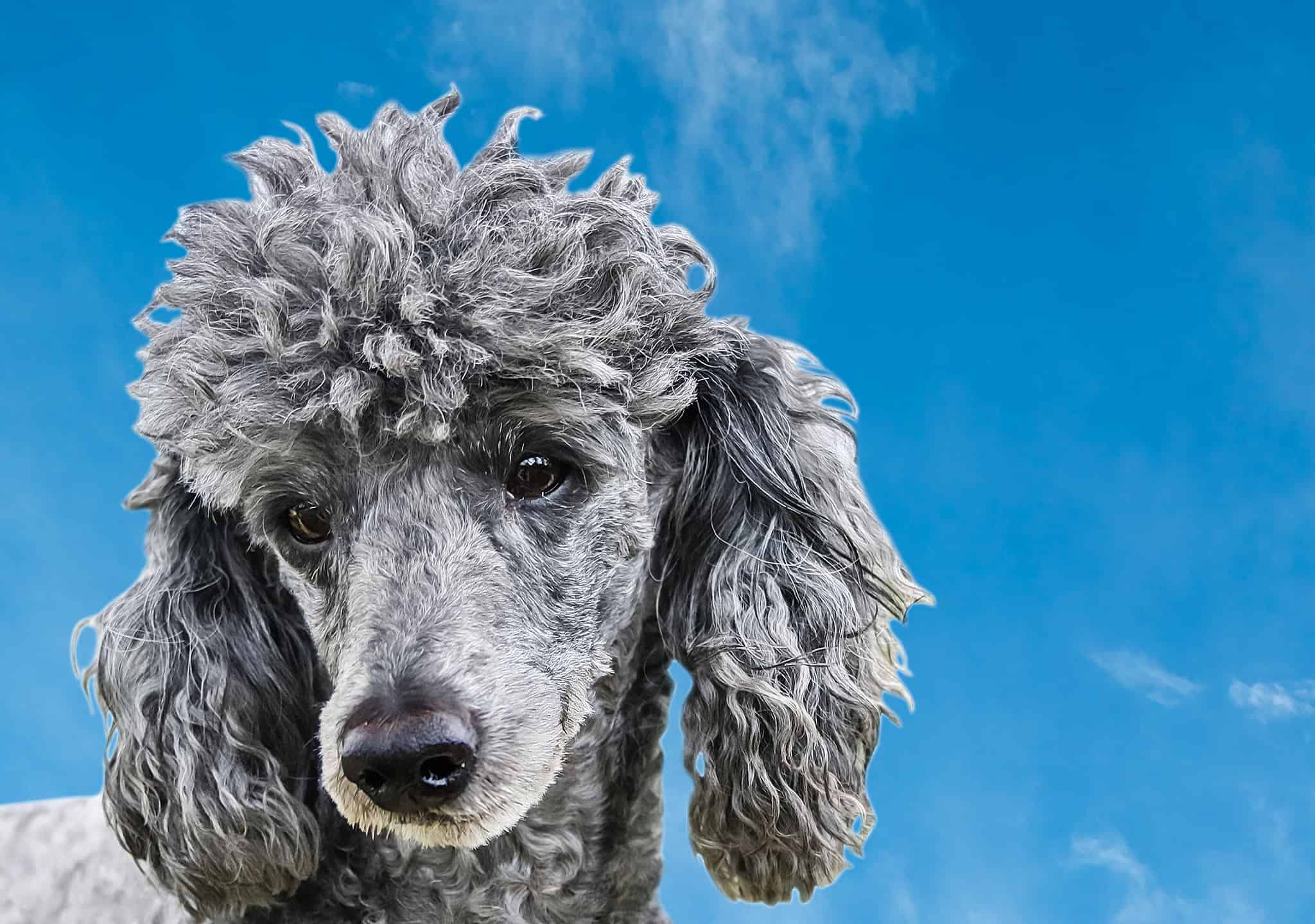The 7 Top Reasons That Poodles Are the Perfect Guard Dog - A-Z Animals