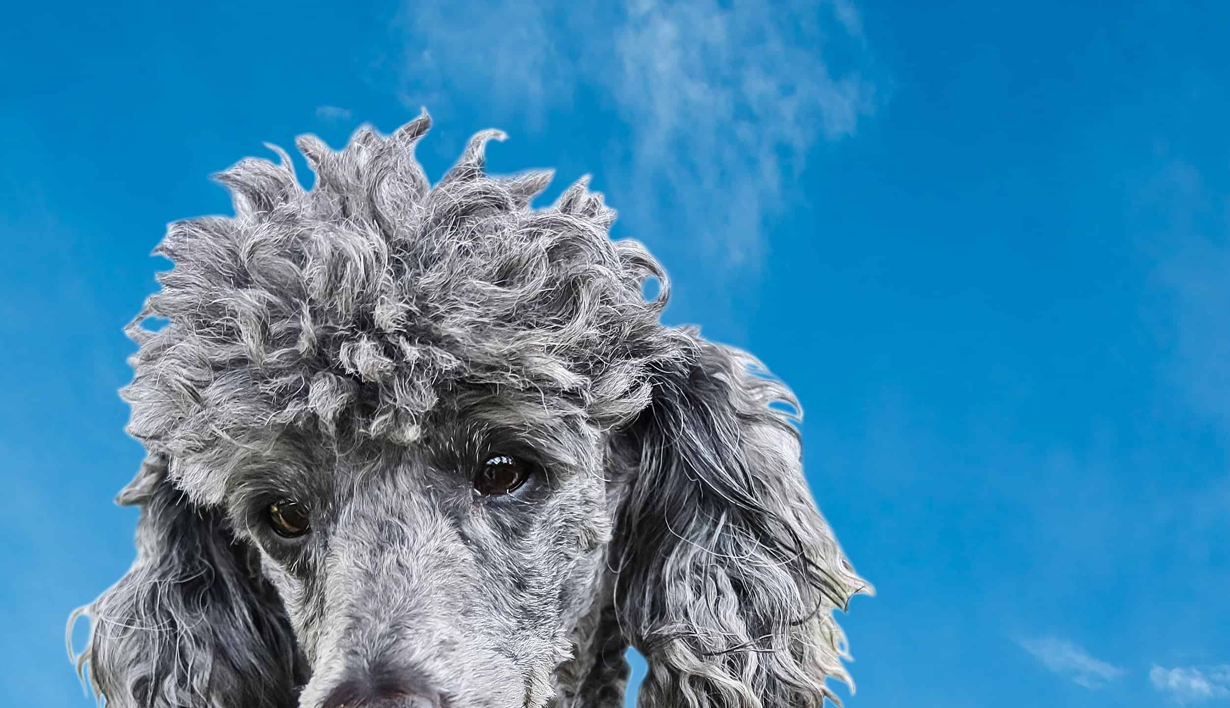 Are Poodles the Most Troublesome Dogs? 13 Complaints About Them