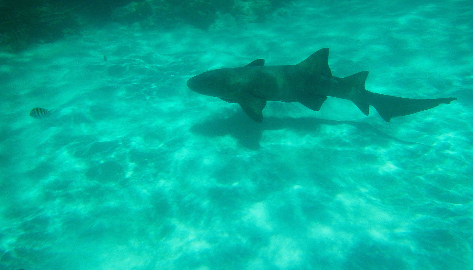 Did You Know That Sharks Have Different Personalities? Plus 9 Other ...