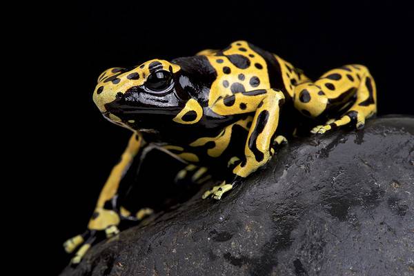 22 Most Incredible Frogs Throughout the World - A-Z Animals