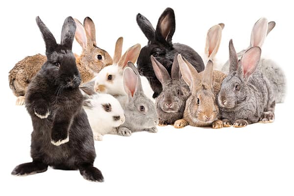 This Gigantic Rabbit Was Six Times the Size of Modern Rabbits - A-Z Animals