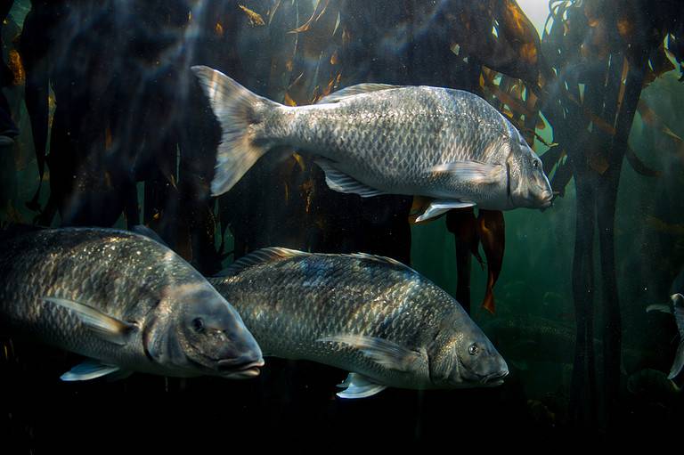 Explore 20+ Fish That Start With the Letter G - A-Z Animals