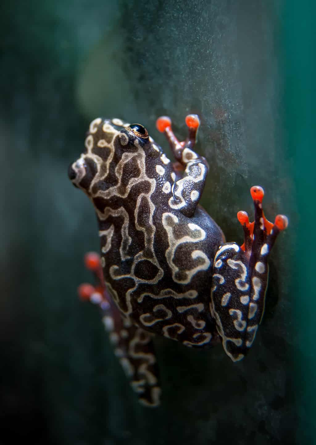 22 Most Incredible Frogs Throughout the World - A-Z Animals