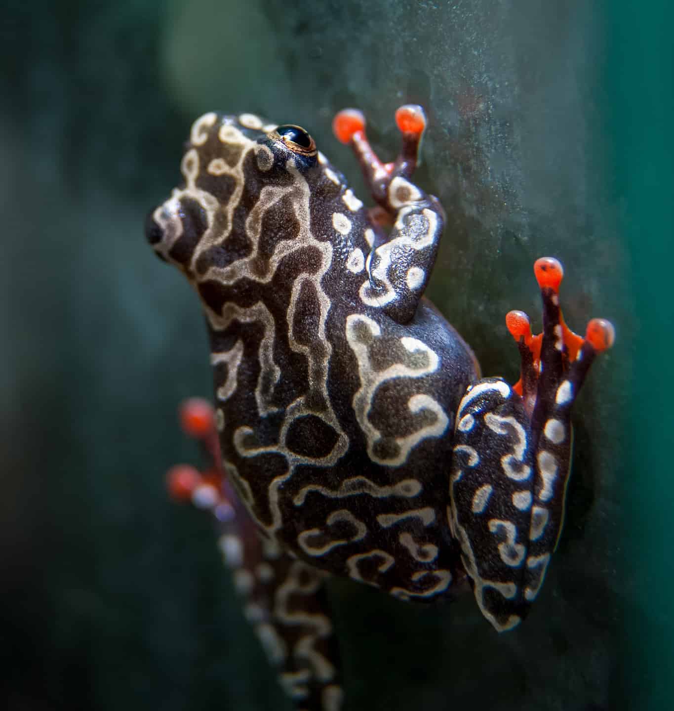 22 Most Incredible Frogs Throughout the World - A-Z Animals