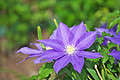 11 Flowers That Symbolize Wisdom - A-Z Animals