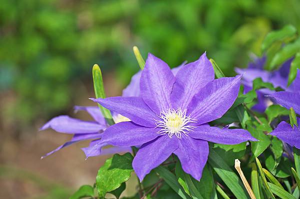 11 Flowers That Symbolize Wisdom - A-Z Animals