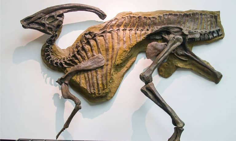 Meet the Parasaurolophus — The Dinosaur With a Crest on Its Head - A-Z ...