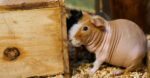 Discover Hairless Guinea Pigs: Skinny Pigs and Baldwin Guinea Pigs - A ...
