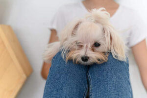 17 Common Maltese Health Problems & Concerns - A-Z Animals