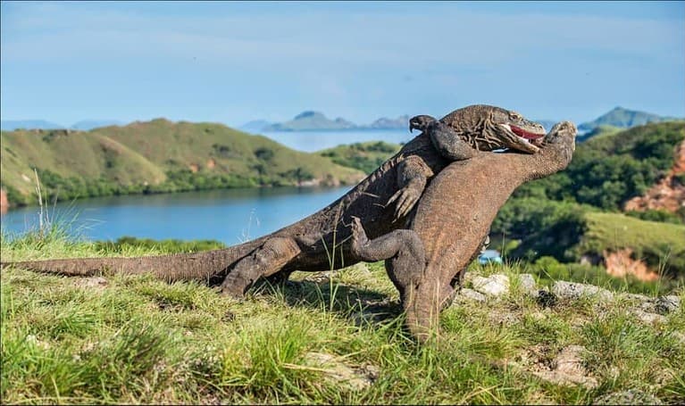 10 Fascinating Facts About Komodo Dragons - A-Z Animals