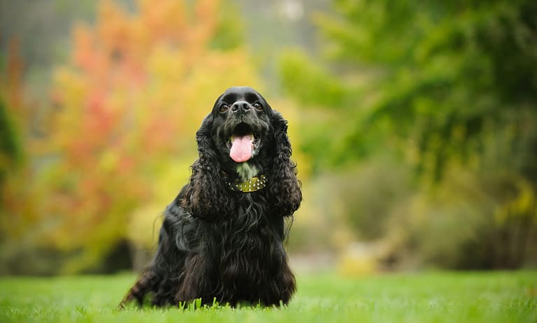 Cocker Spaniel Prices in 2024: Purchase Cost, Vet Bills, and More! - A ...