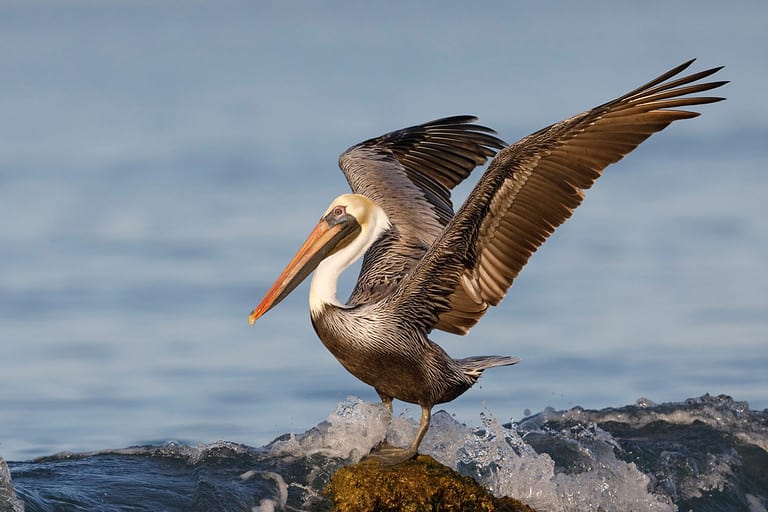 The Complete List of All 50 Official US State Birds (With Pictures ...