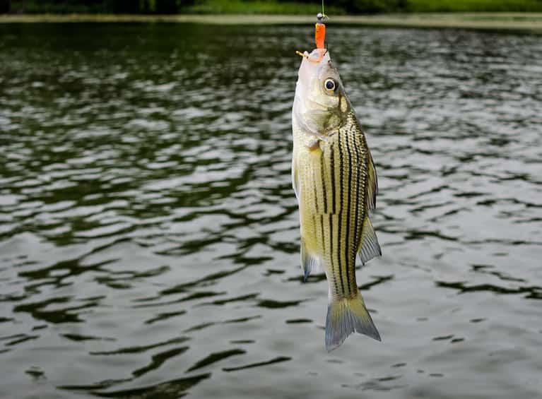 Striped Bass Size Comparison: Just How Big Do They Get? - A-Z Animals