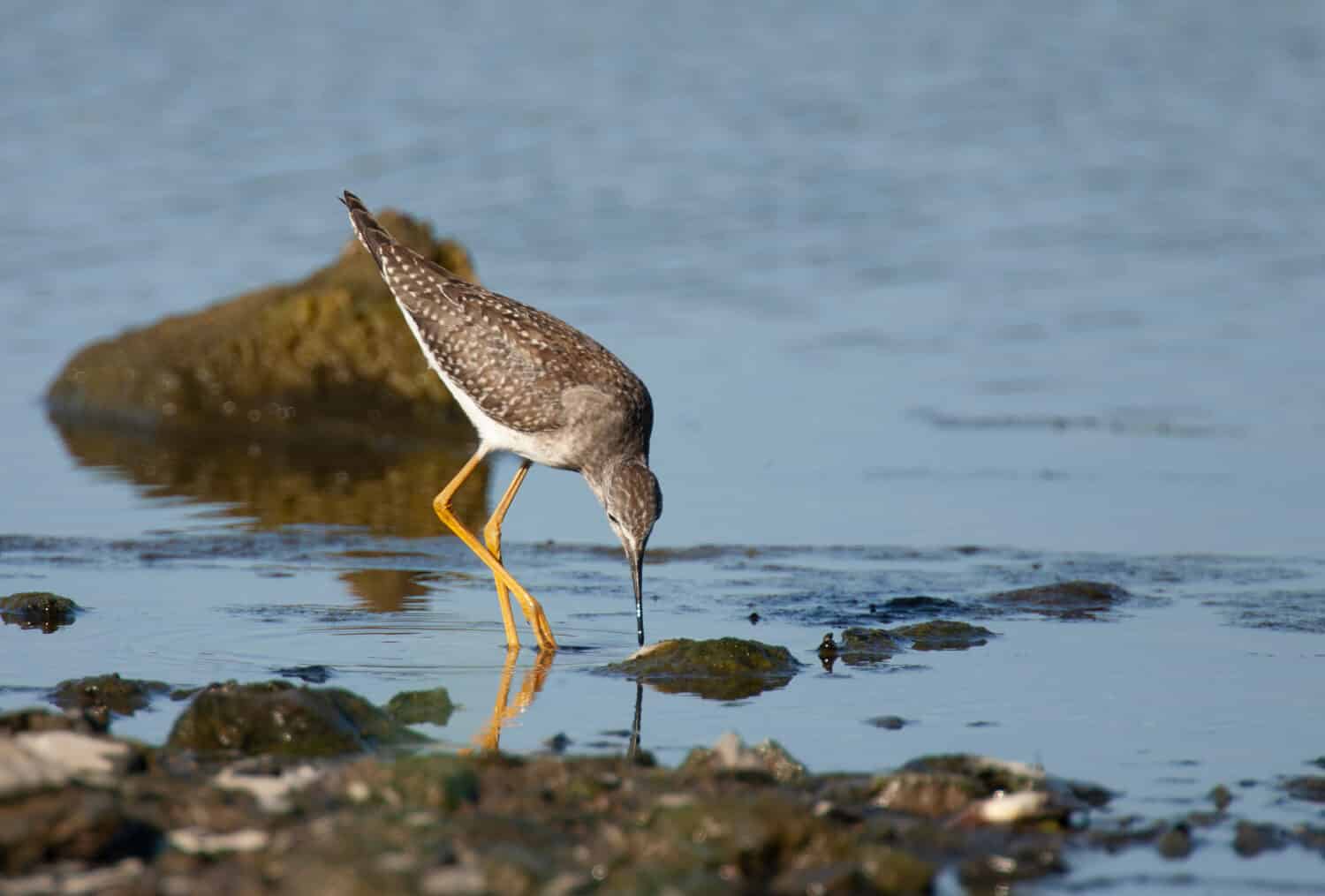 19 Birds You'll See Along North Carolina's Coastline and Beaches - A-Z ...
