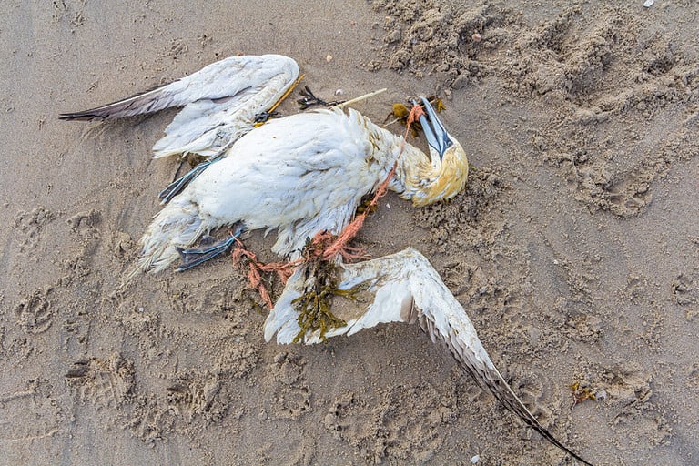 Discover the Meaning and Symbolism of Seeing a Dead Bird - A-Z Animals