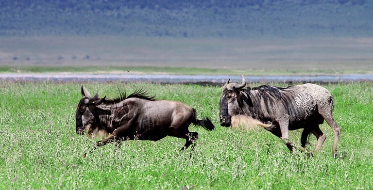 Gnu vs. Wildebeest: Is There a Difference? - A-Z Animals