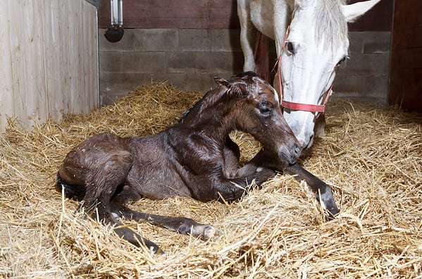 Straw vs. Hay: What Is the Difference and Best Uses of Each - A-Z Animals